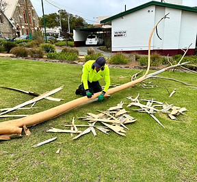 The Blue Tree Project
