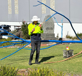 The Blue Tree Project