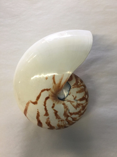 Nautilus Shell Natural(Large) | seashellcity