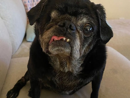 BONUS: Pugs with Disabilities