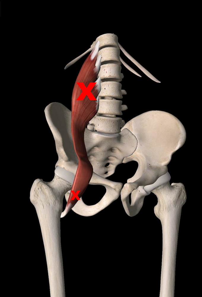 The Psoas Muscle And The Importance Of Keeping It Healthy
