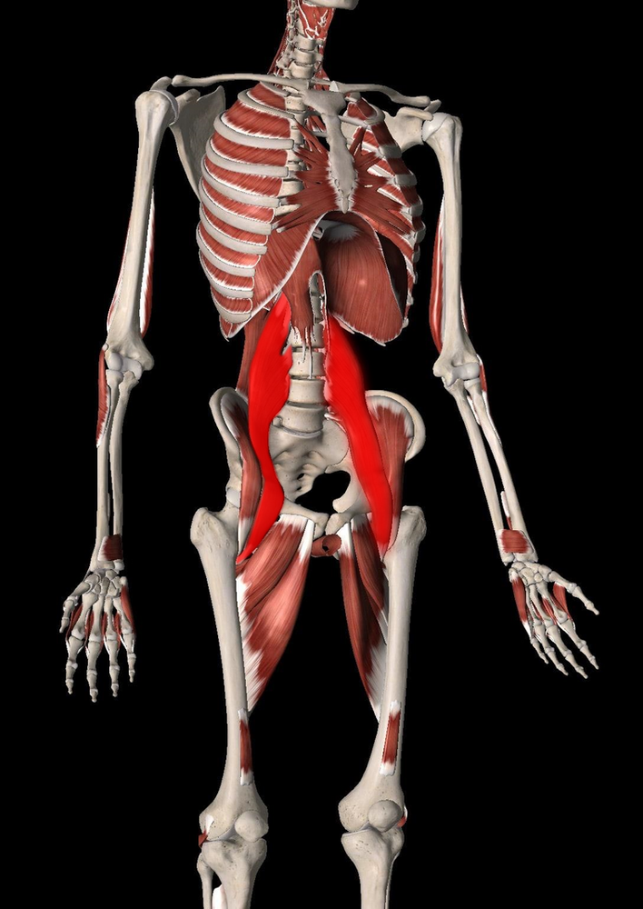 The Psoas Muscle And The Importance Of Keeping It Healthy