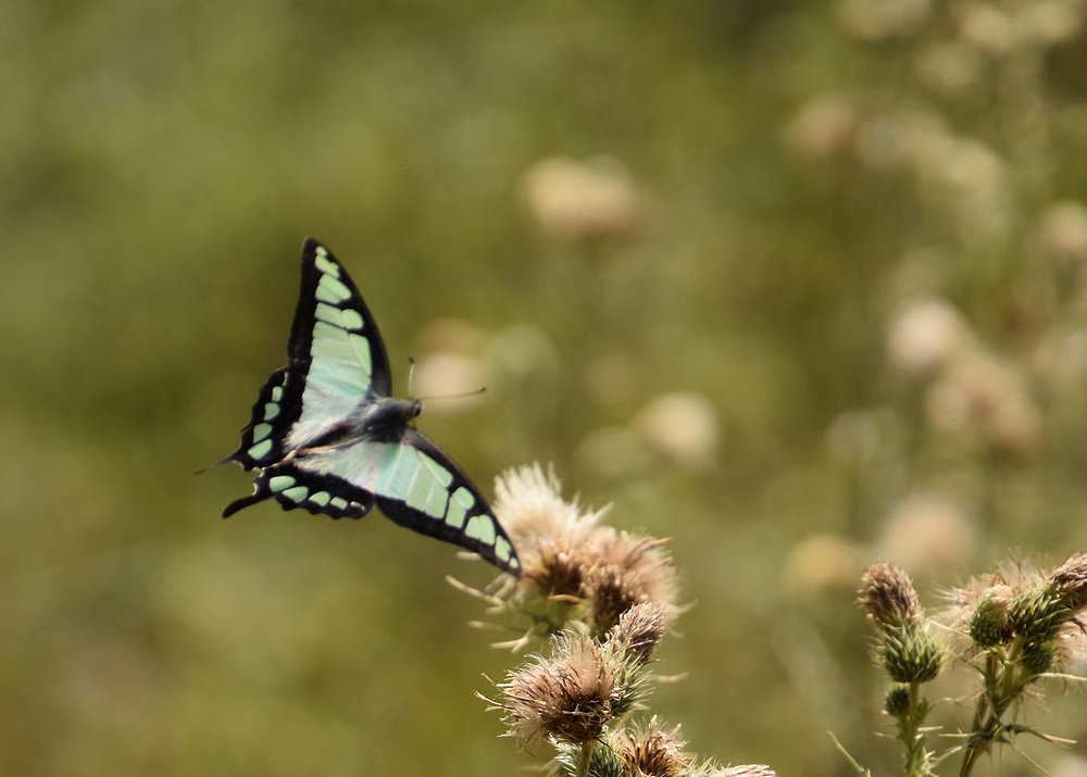 An Introduction to Indian Butterflies | Nature Guide and Naturalist Series