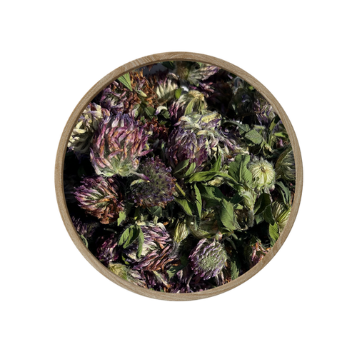 Red Clover | Green Heffa Farms