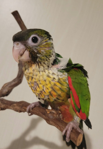 Vorens Black Capped Conure (Opaline) Female | Mini Macaws and More