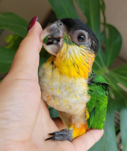 Black Headed Caique Baby | Mini Macaws and More