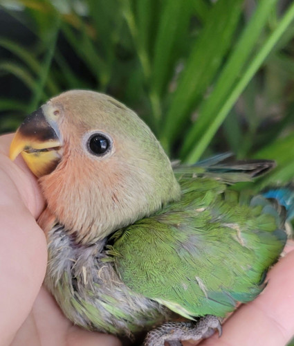Peach Faced Lovebird Baby | Mini Macaws and More