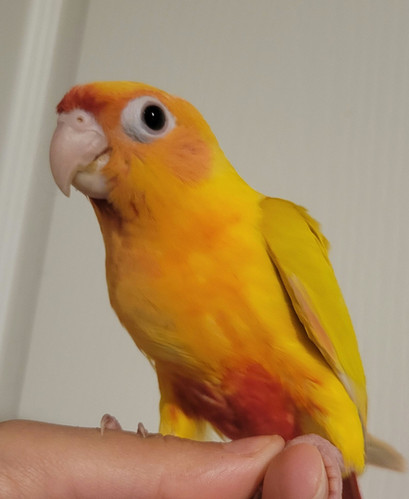 Dominant Red Cinnamon Dilute Greencheek Conure | Mini Macaws and More