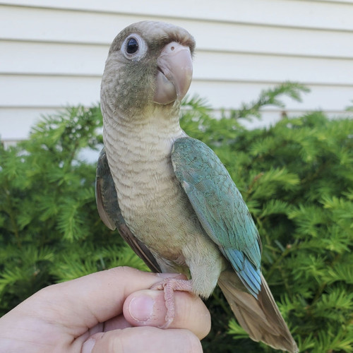 Cinnamon Turquoise Greencheek Conure | Mini Macaws and More