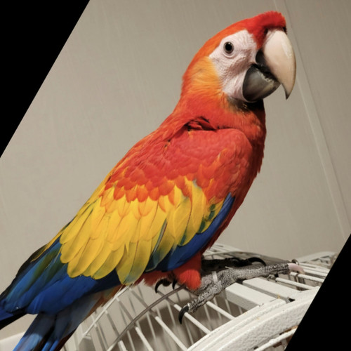 Scarlet Macaw Baby | Mini Macaws and More
