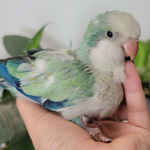 Turquoise Opaline Quaker | Mini Macaws and More