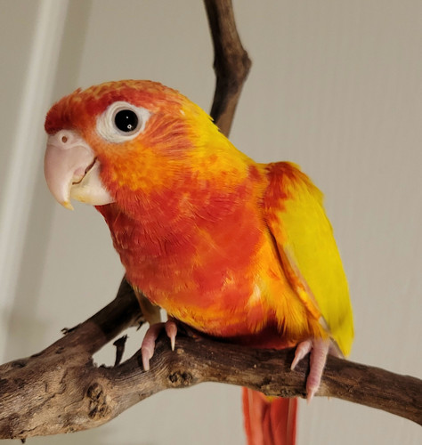 Dominant Red Suncheek Baby | Mini Macaws and More