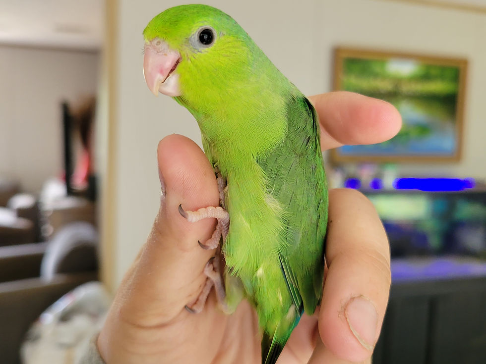 Parrots for Sale | Mini Macaws and More 2/2