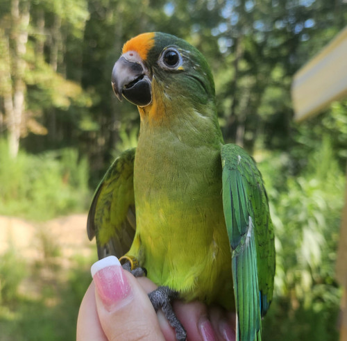 Peach Fronted Conure Baby | Mini Macaws and More