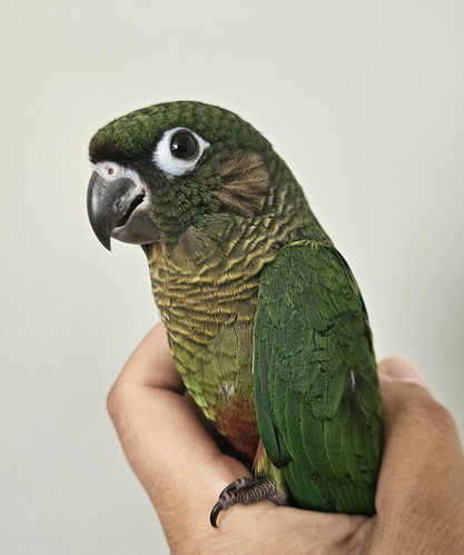 Maroon Bellied Conure | Mini Macaws and More