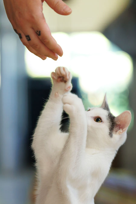 Cat & Dog Animal Rescue, Foster & Adopt in Lancaster PA