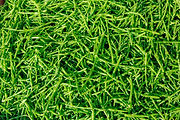Sal Verde Tienda | Salineseed