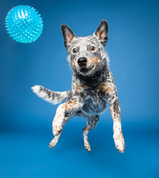PORTFOLIO | Vancouver Dog Photographer | Floofy Studios