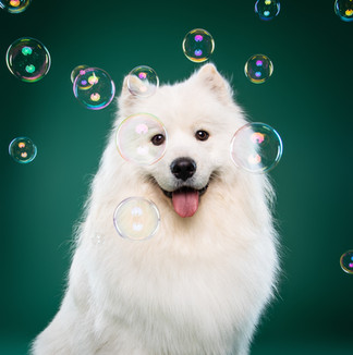 LEARN MORE | Floofy Studios | Vancouver Dog Photographer