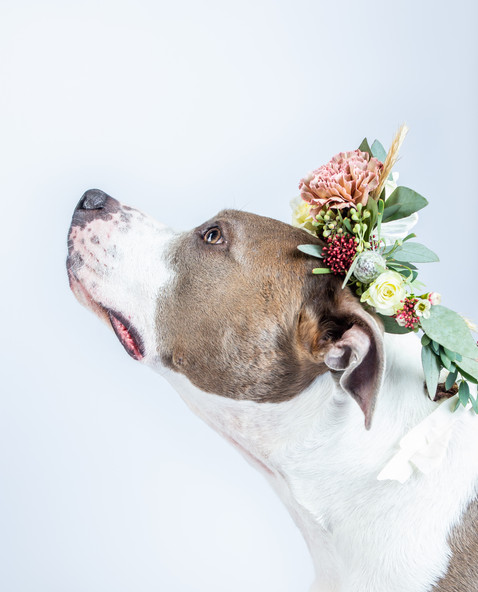 Floofy Studios | Dog Photography | Vancouver, BC