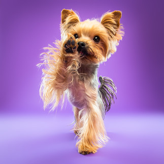 LEARN MORE | Floofy Studios | Vancouver Dog Photographer