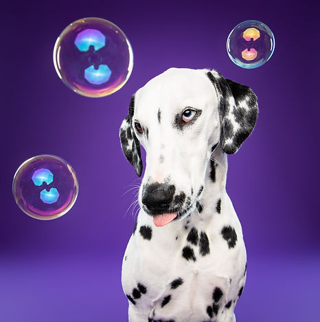 Studio Dog Photography & Online Course | Floofy Studios