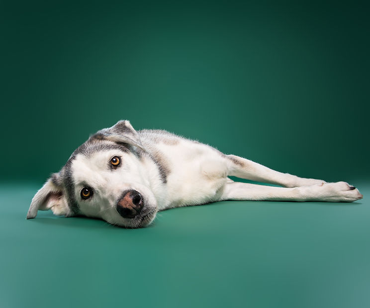 ONLINE BOOKING | Floofy Studios