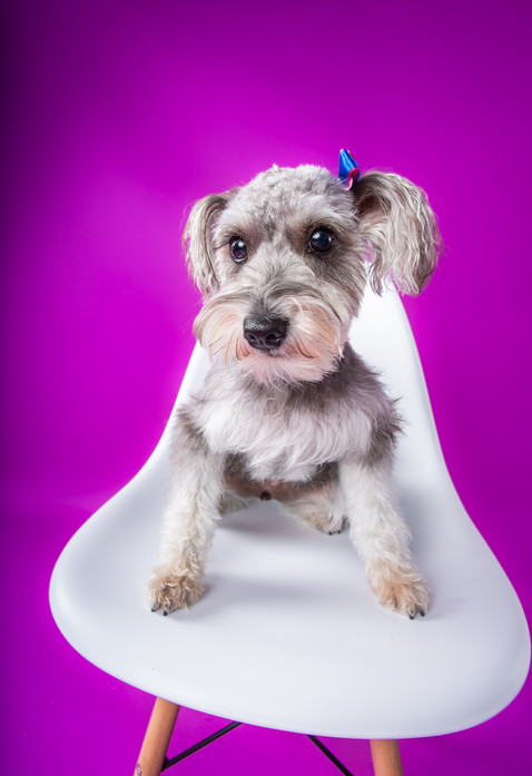 Floofy Studios | Dog Photography | Vancouver, BC