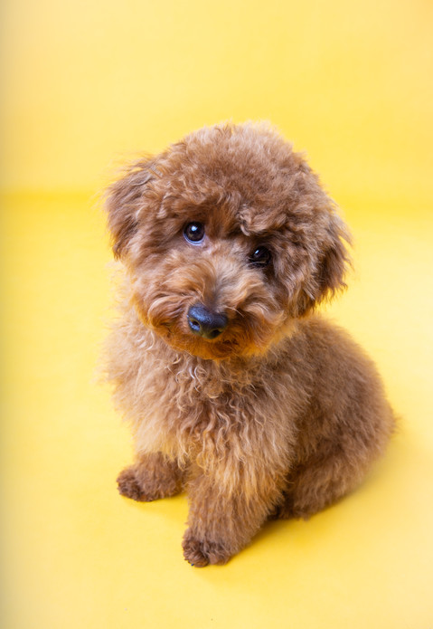 Floofy Studios | Dog Photography | Vancouver, BC