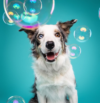 LEARN MORE | Floofy Studios | Vancouver Dog Photographer