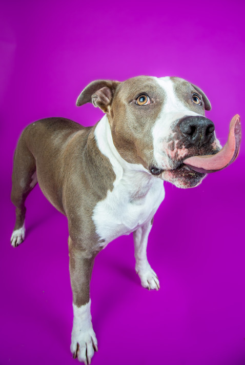 Floofy Studios | Dog Photography | Vancouver, BC