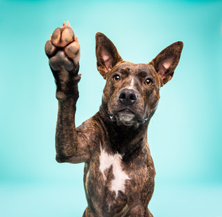 LEARN MORE | Floofy Studios | Vancouver Dog Photographer