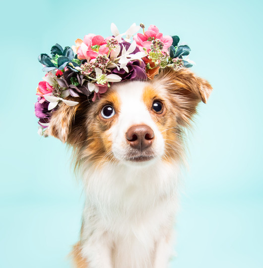 FLOOFY STUDIOS | Studio Dog Photographer