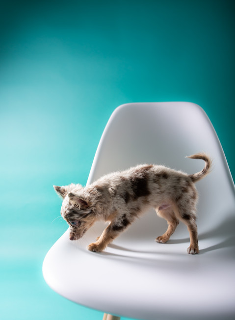 Floofy Studios | Dog Photography | Vancouver, BC