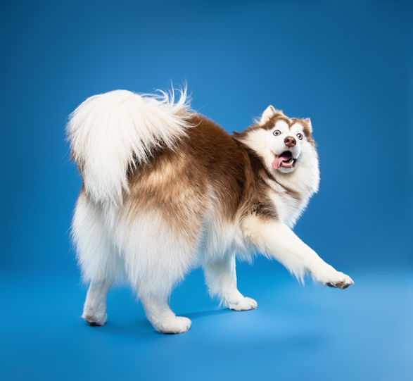 FLOOFY STUDIOS | Studio Dog Photographer