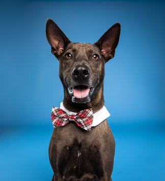 PORTFOLIO | Vancouver Dog Photographer | Floofy Studios