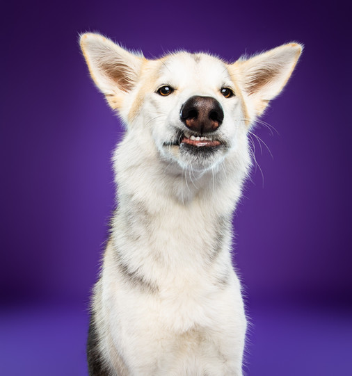 FLOOFY STUDIOS | Studio Dog Photographer
