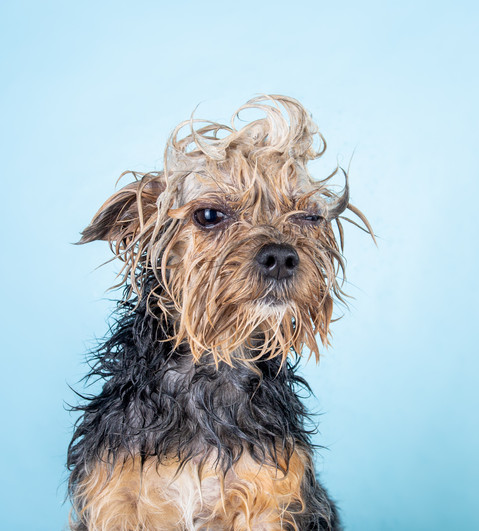 Floofy Studios | Dog Photography | Vancouver, BC