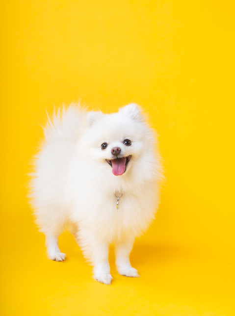 Floofy Studios | Dog Photography | Vancouver, BC