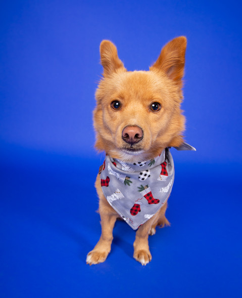 Floofy Studios | Dog Photography | Vancouver, BC