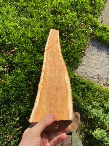 Italian Yew Stave 55" | Black Arrow Longbows