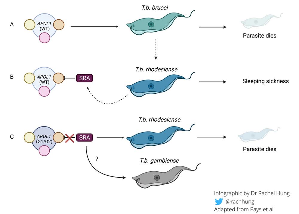 APOL-1 and Sickle Cell Trait in HIV