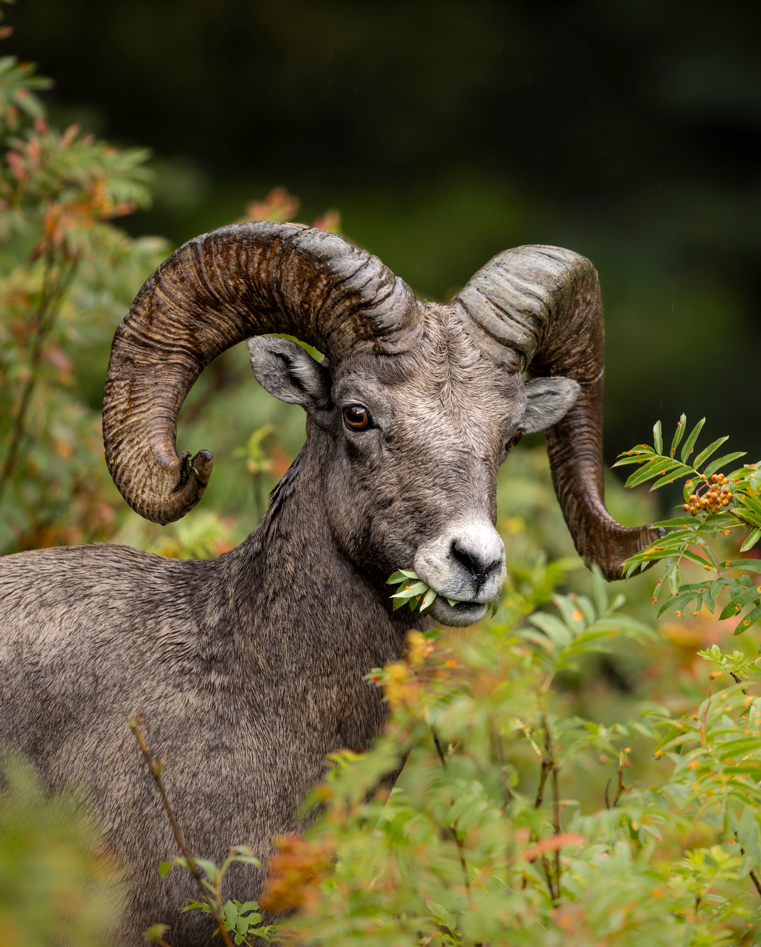 Yellowstone Photography Tours | Skyline Safari Co.