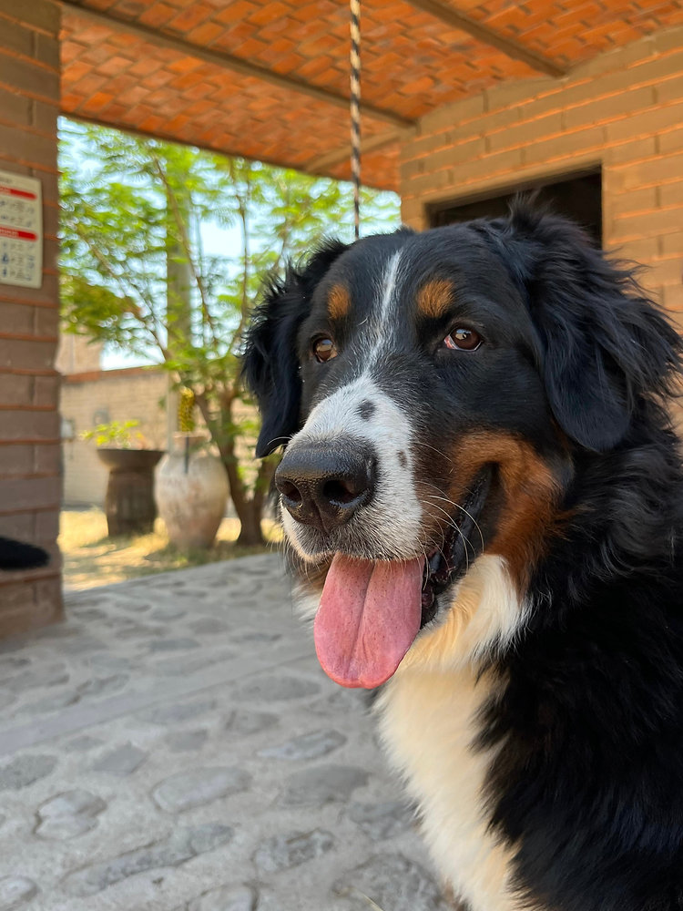 ¿Comprar o Adoptar?