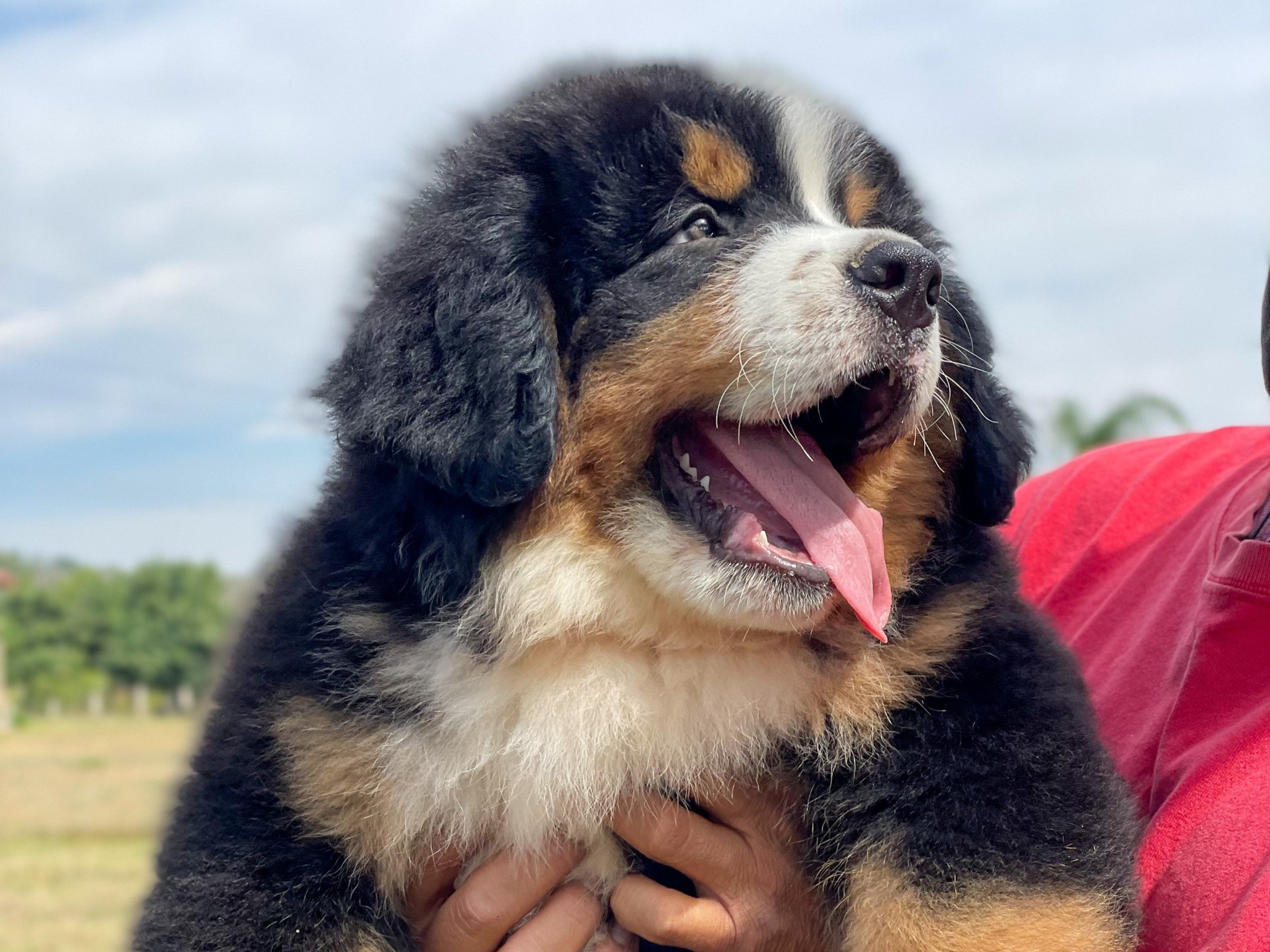 Preparate para tu cachorro | Criadero de Bernés Guadalajara | Jalisco