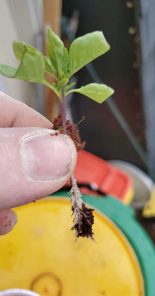 Clone plants from cuttings