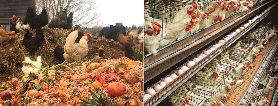 Chickens as a Waste Disposal System