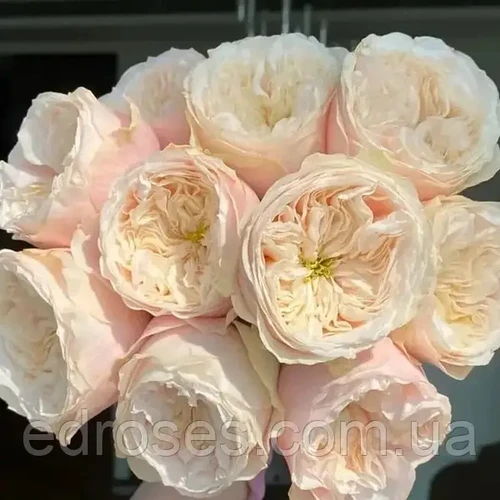 Darlington | Rose Paradise