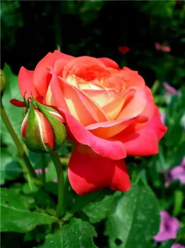 Midsummer | Rose Paradise