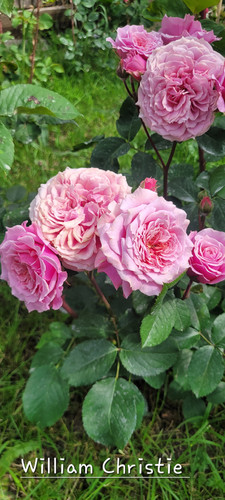 William Christie | Rose Paradise